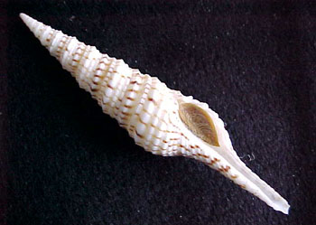 弓舌总科 Toxoglossa 蓝色动物学（中国动物学科普）